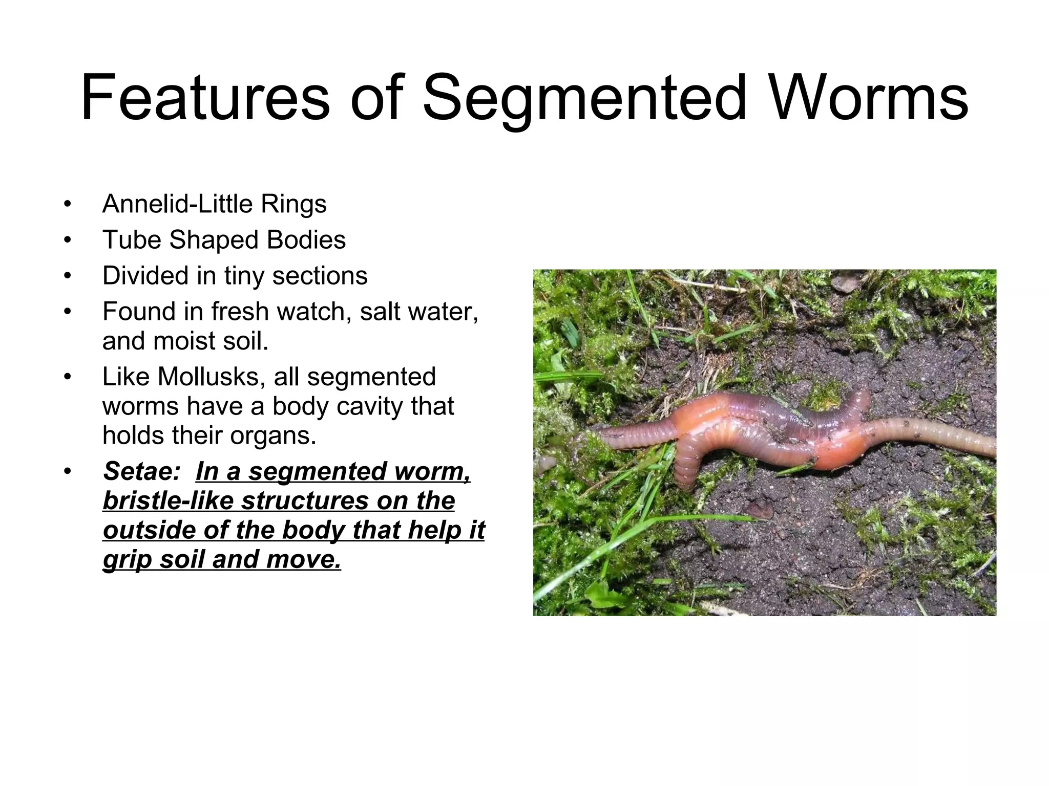 Segmented Worms | PPT