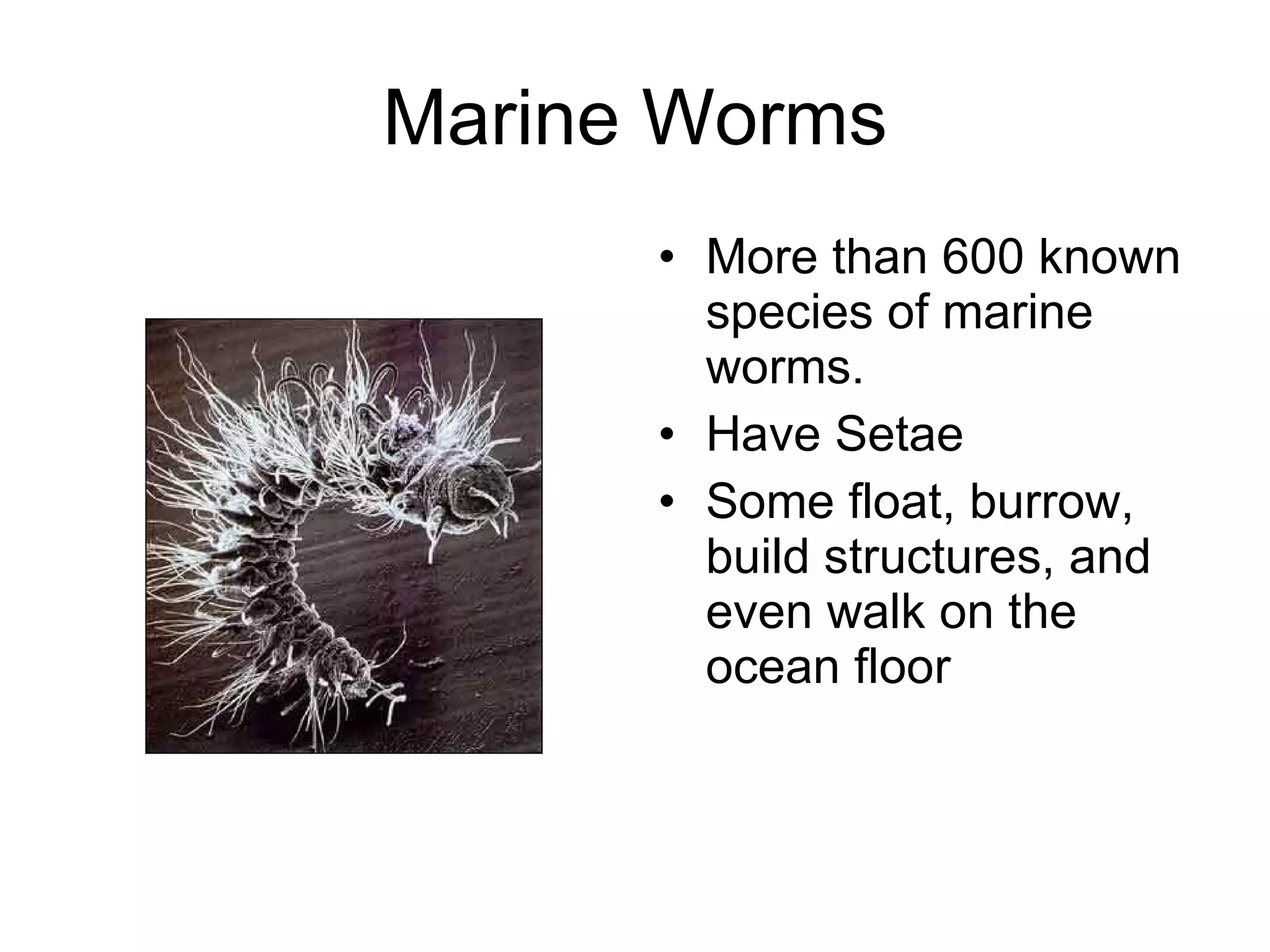 Segmented Worms | PPT