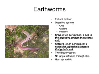 Segmented Worms | PPT