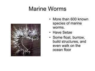 Segmented Worms | PPT