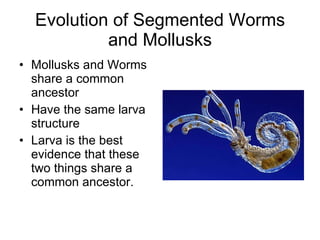 Segmented Worms | PPT