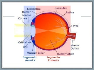 Segmento posterior | PPTX