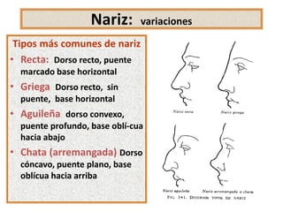 SEGMENTO_RESPIRATORIO_CARA.pdf