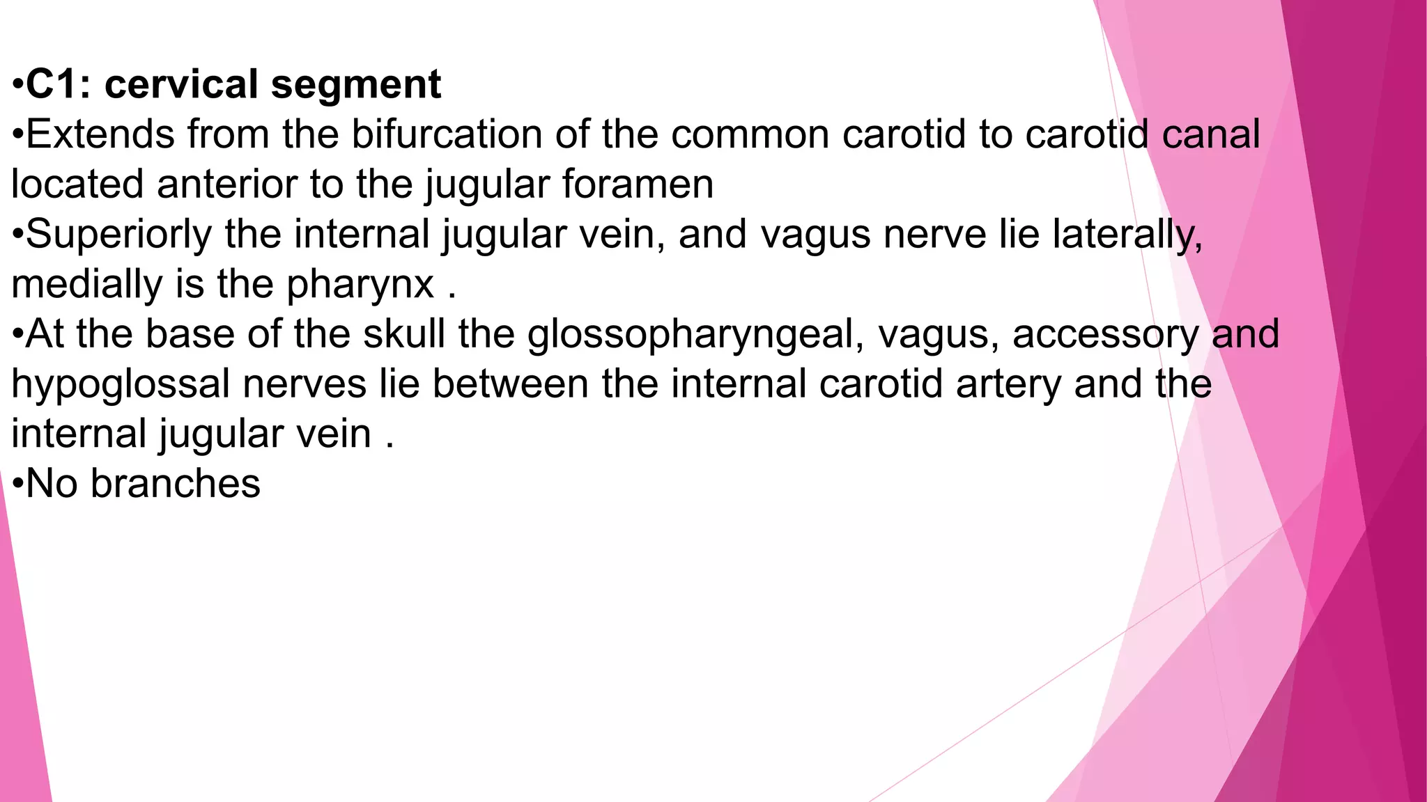 Segments of internal carotid artery | PPTX