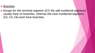 Segments of internal carotid artery | PPTX