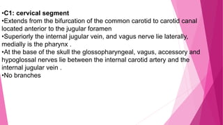 Segments of internal carotid artery | PPTX
