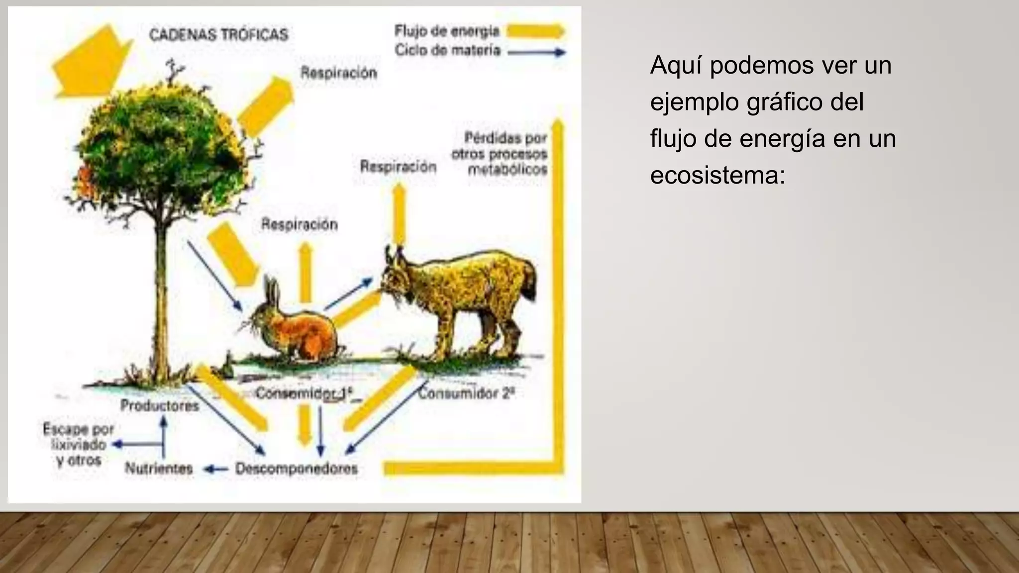 flujos de energía de los ecosistemas | PPT