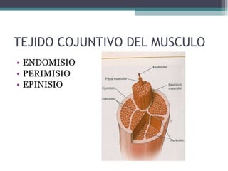 histologia osteomuscular | PPT