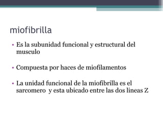 histologia osteomuscular | PPT