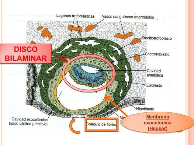 Segunda semana de desarrollo el disco germinativo bilaminar