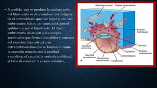 Segunda semana de desarrollo embrionario | PPTX