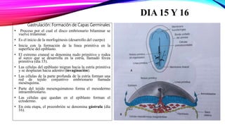 Segunda y tercera semana de gestacion | PPTX