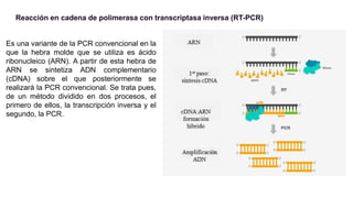 tecnicas de biologi molecualr | PPTX