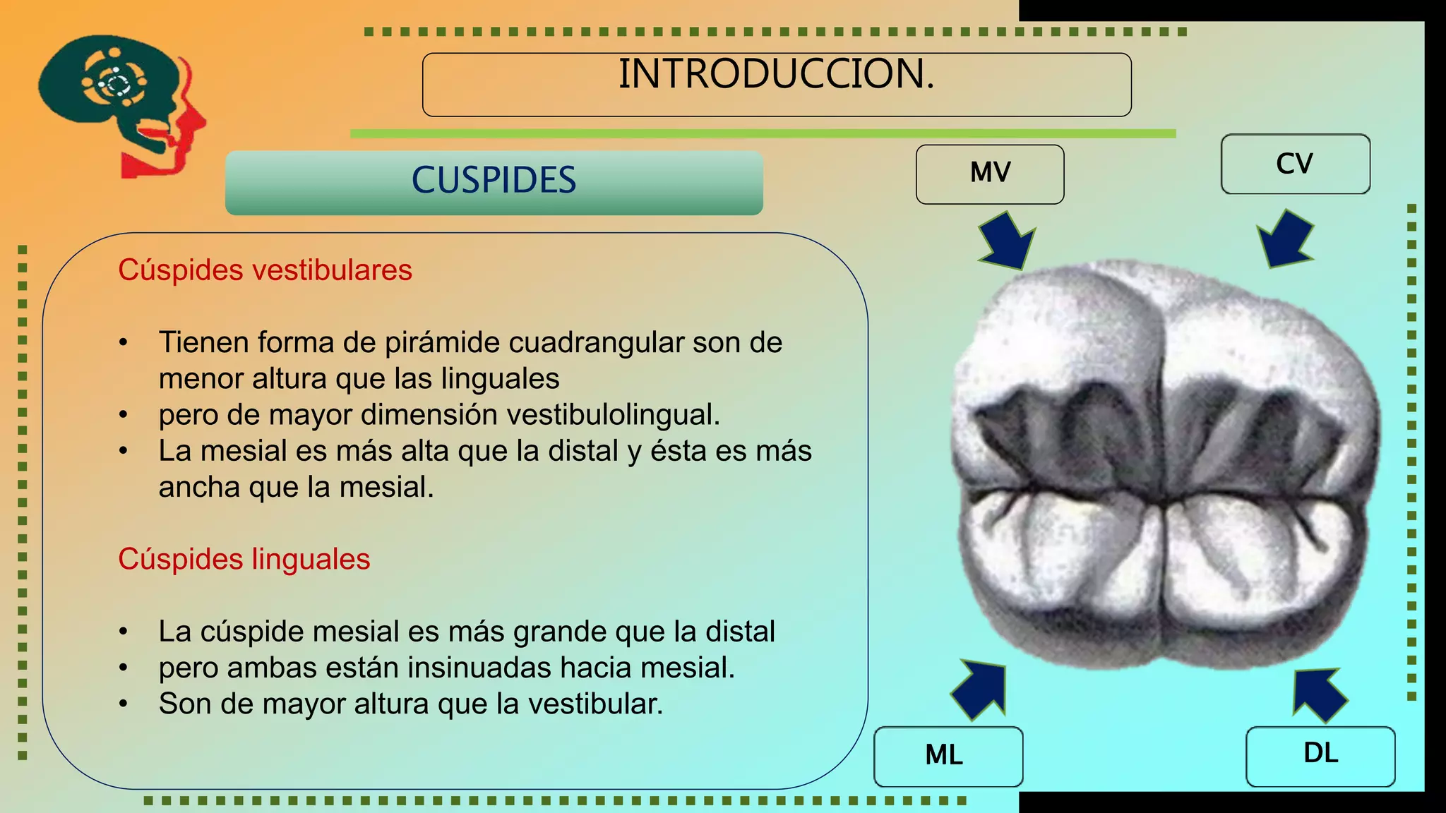 Segundo molar inferior | PPTX