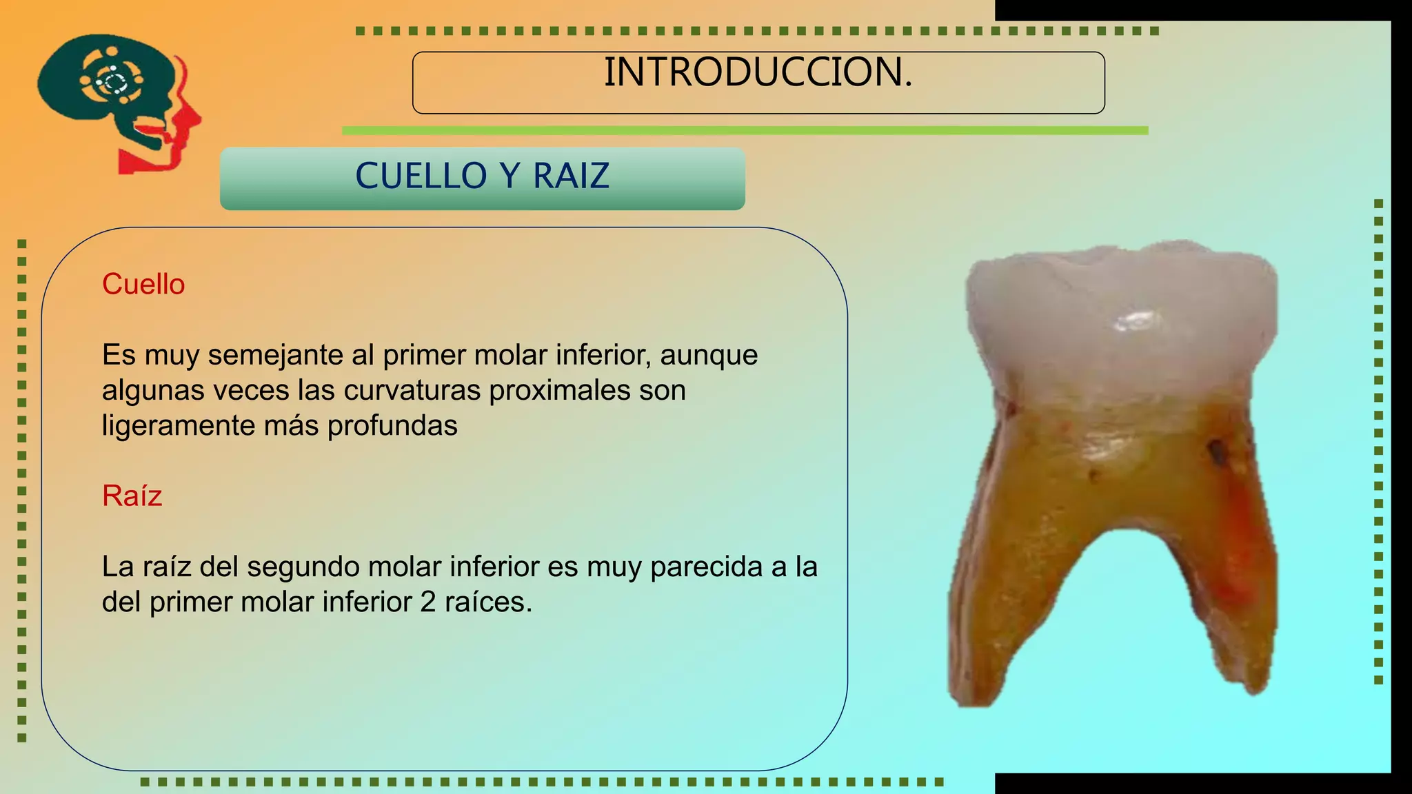Segundo molar inferior | PPTX