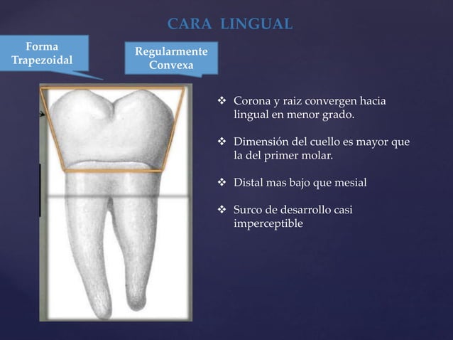 Segundo molar inferior