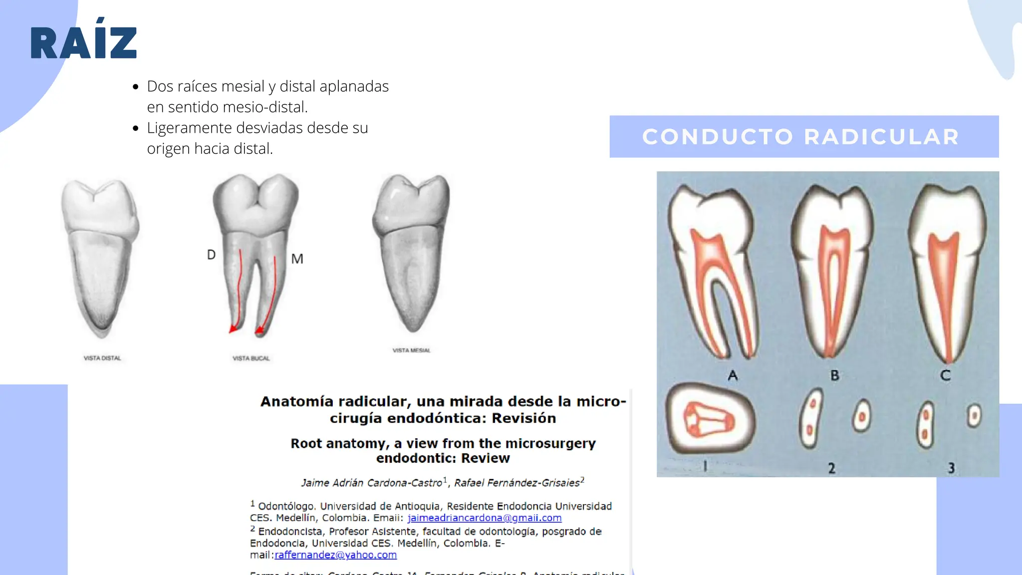 Segundo Molar inferior caracteristicas anatómicas deber de morfología | PDF