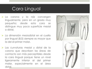 Morfología Dentaria | PPTX
