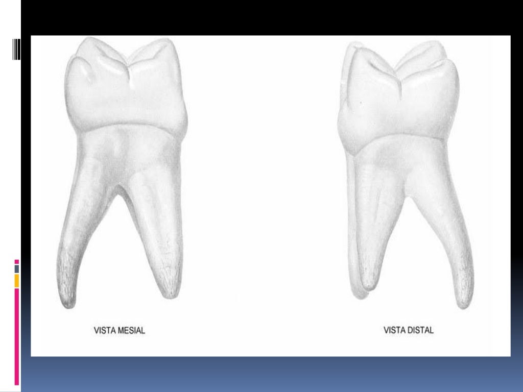 Segundo molar superior