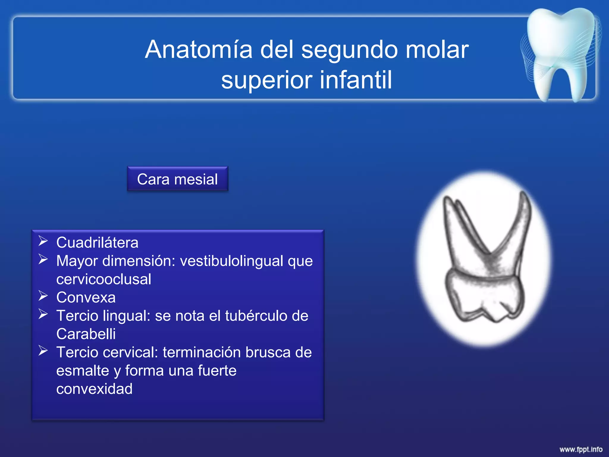 Anatomía Dental II - Segundo Molar superior Deciduo | PPT