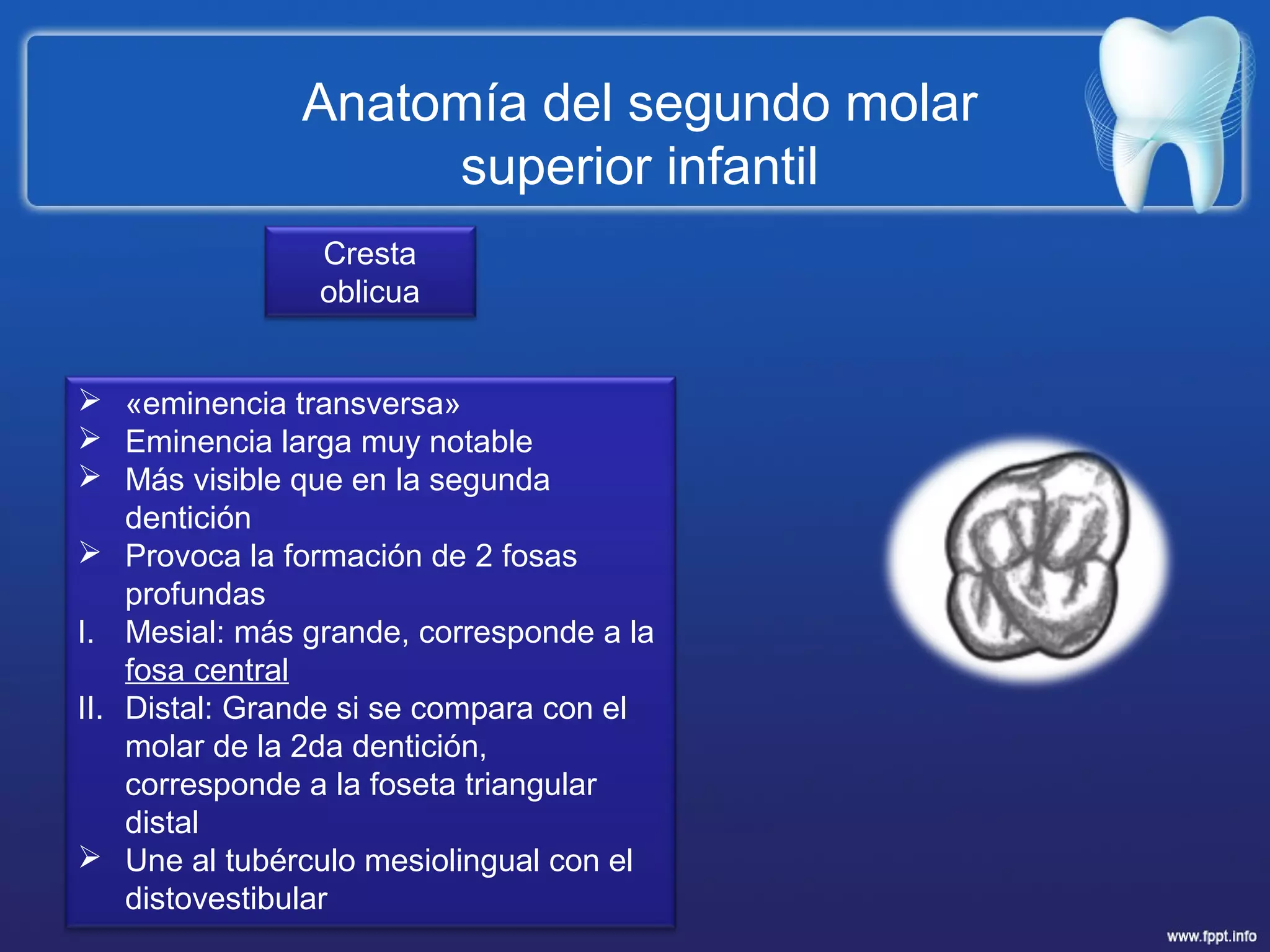 Anatomía Dental II - Segundo Molar superior Deciduo | PPT