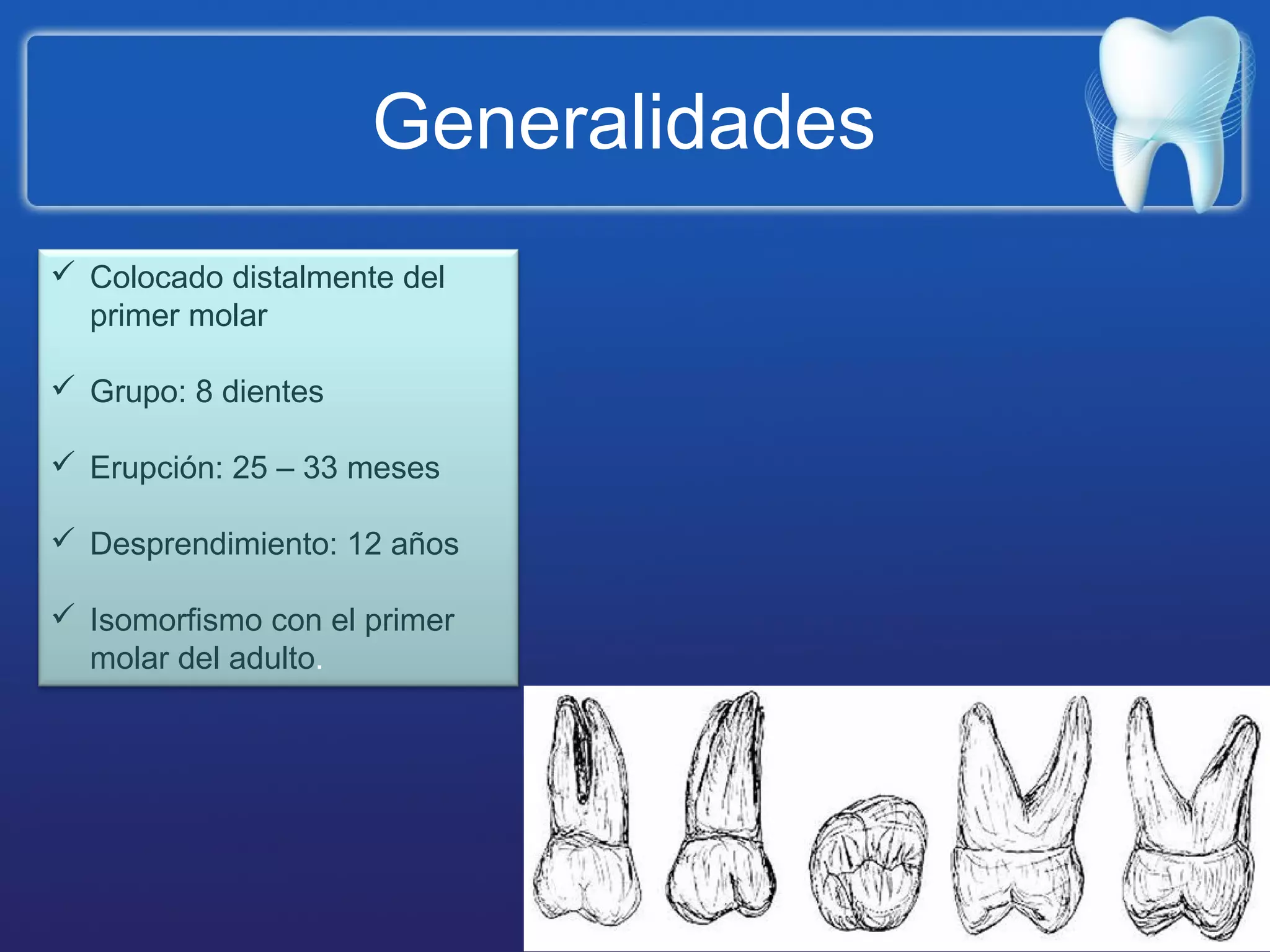 Anatomía Dental II - Segundo Molar superior Deciduo | PPT