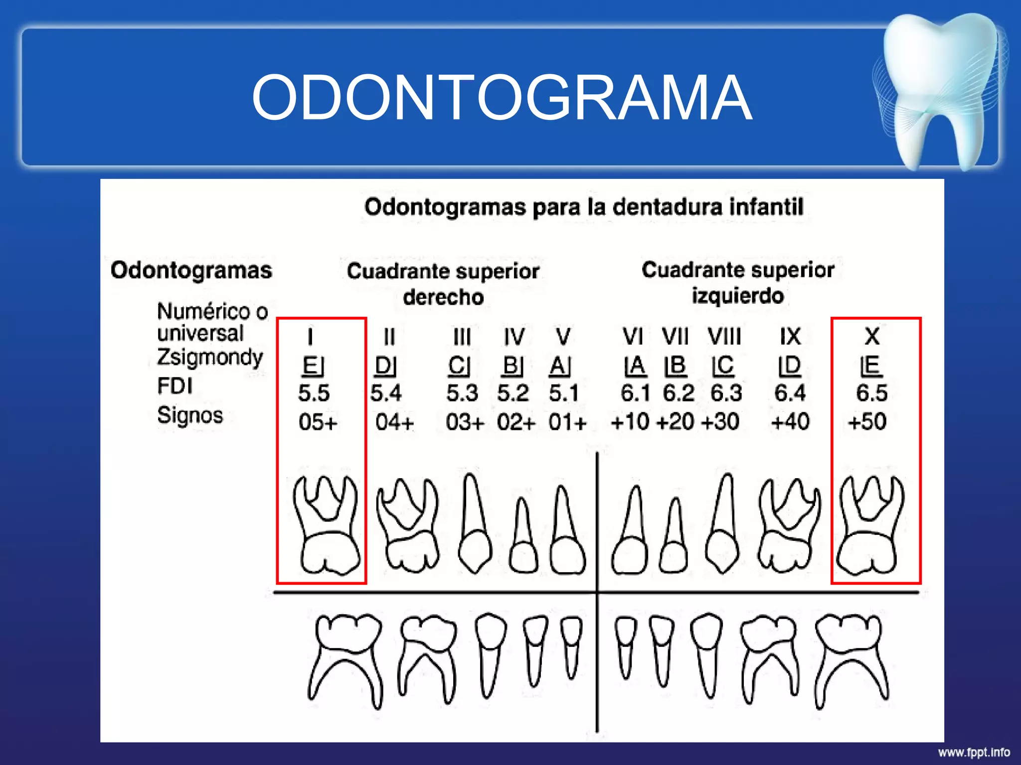Anatomía Dental II - Segundo Molar superior Deciduo | PPT