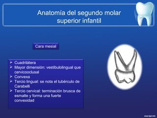 Anatomía Dental II - Segundo Molar superior Deciduo | PPT