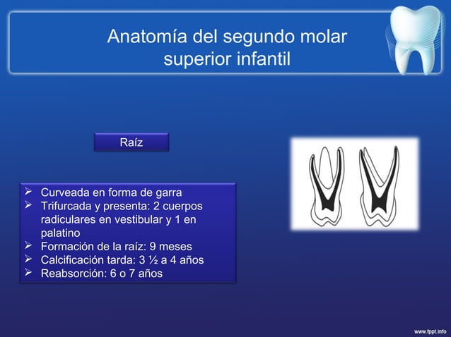 Anatomía Dental II - Segundo Molar superior Deciduo | PPT