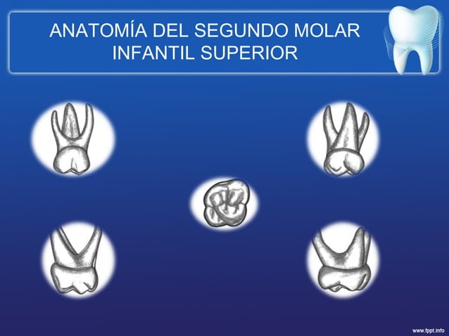Anatomía Dental II - Segundo Molar superior Deciduo | PPT