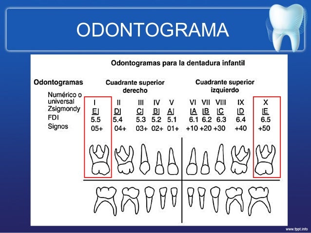 Anatomía Dental II - Segundo Molar superior Deciduo