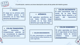 Fisiología del sistema digestivo | PPTX