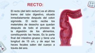 Fisiología del sistema digestivo | PPTX