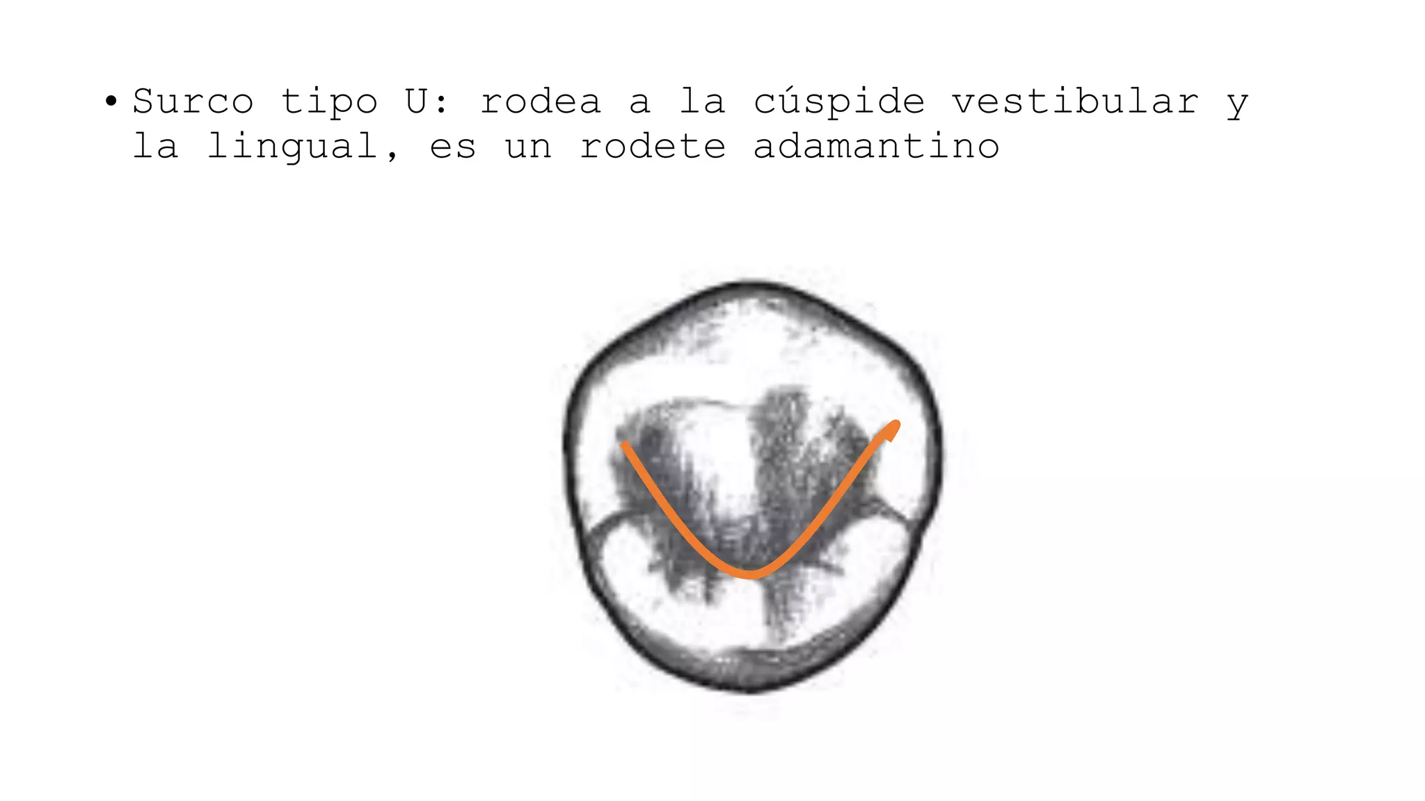 Segundo premolar inferior | PPTX