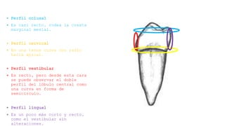 Segundo premolar inferior | PPTX