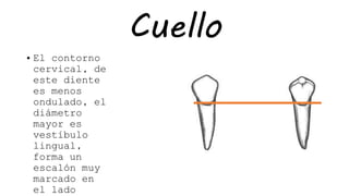 Segundo premolar inferior | PPTX