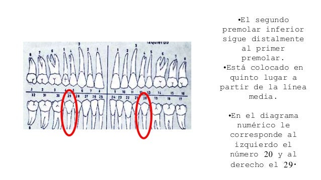 Segundo premolar inferior