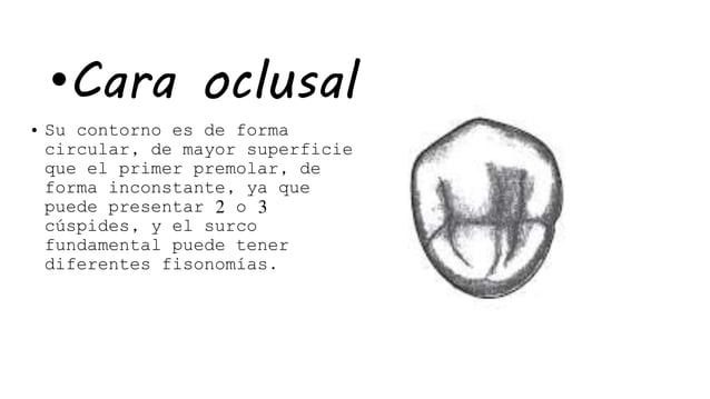 Segundo premolar inferior | PPTX