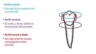 Segundo premolar inferior | PPTX