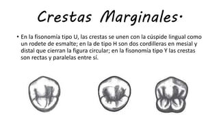 Segundo premolar inferior | PPT