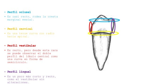 Segundo premolar inferior