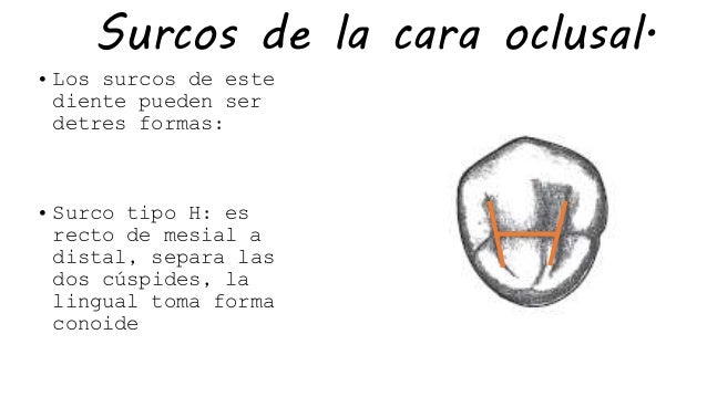 Segundo premolar inferior