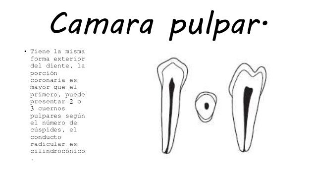 Segundo premolar inferior