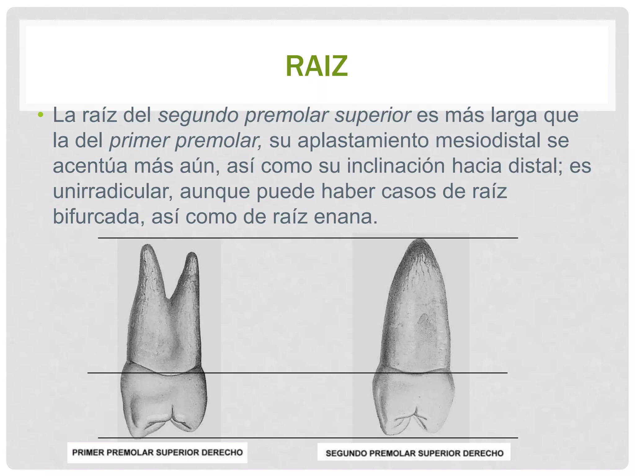 Segundo premolar superior | PPTX