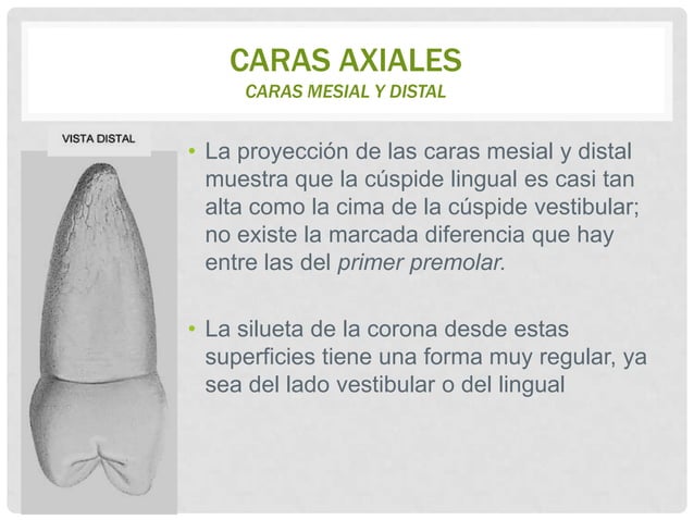 Segundo premolar superior | PPTX