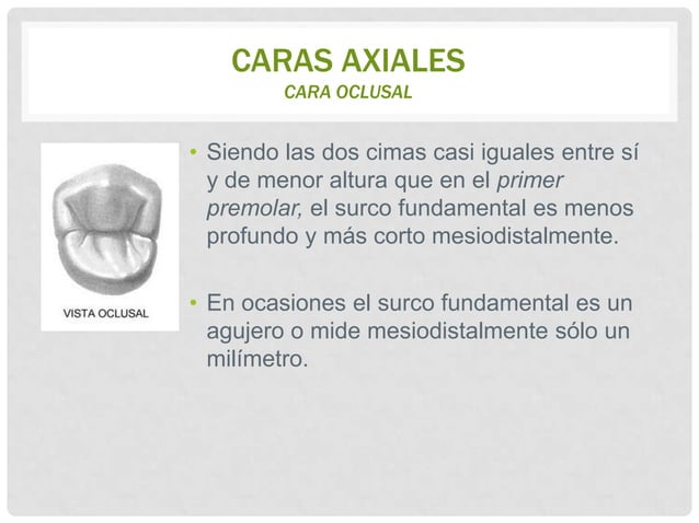 Segundo premolar superior | PPTX