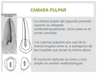 Segundo premolar superior | PPTX