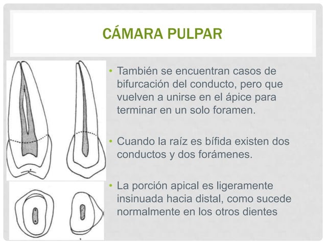 Segundo premolar superior | PPTX