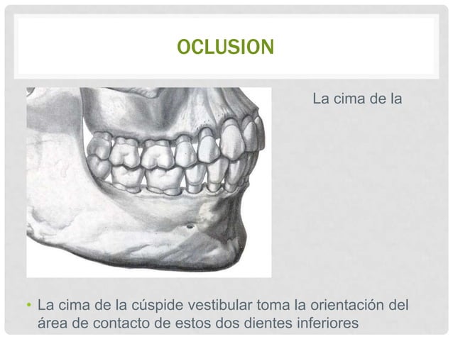 Segundo premolar superior | PPTX