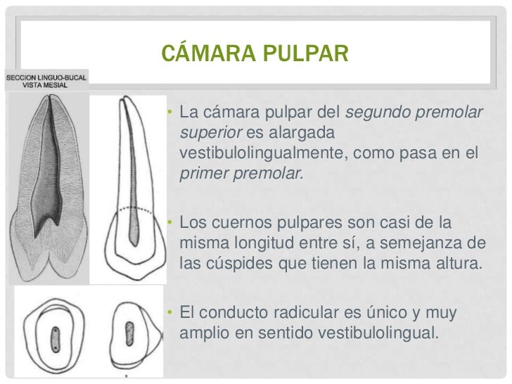 Segundo premolar superior